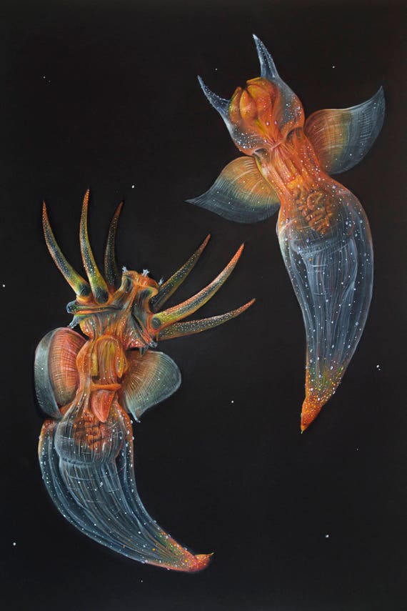 Sea Angel Print Ocean print Sea Angel Wall Art Sea Angel | Etsy