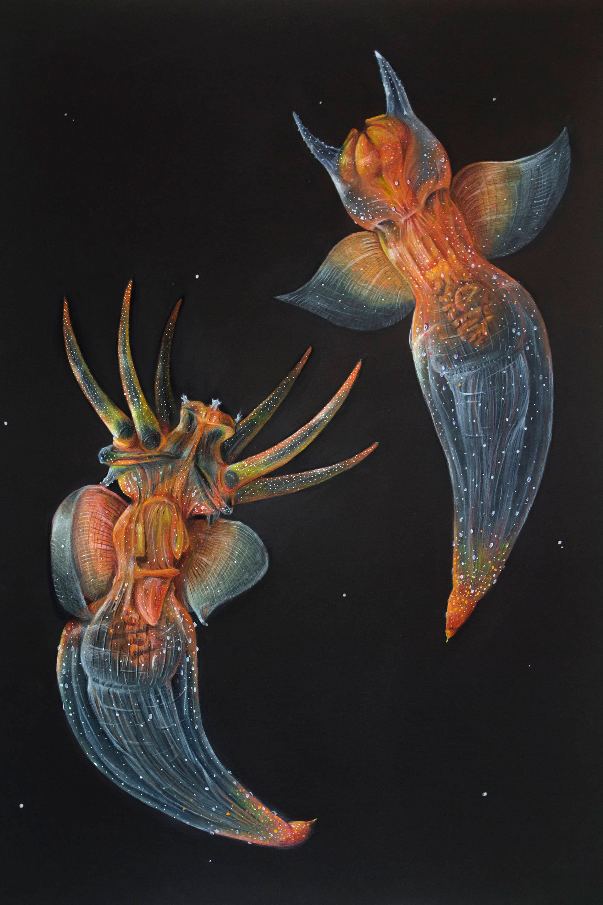 Sea Angel Print Ocean print Sea Angel Wall Art Sea Angel | Etsy