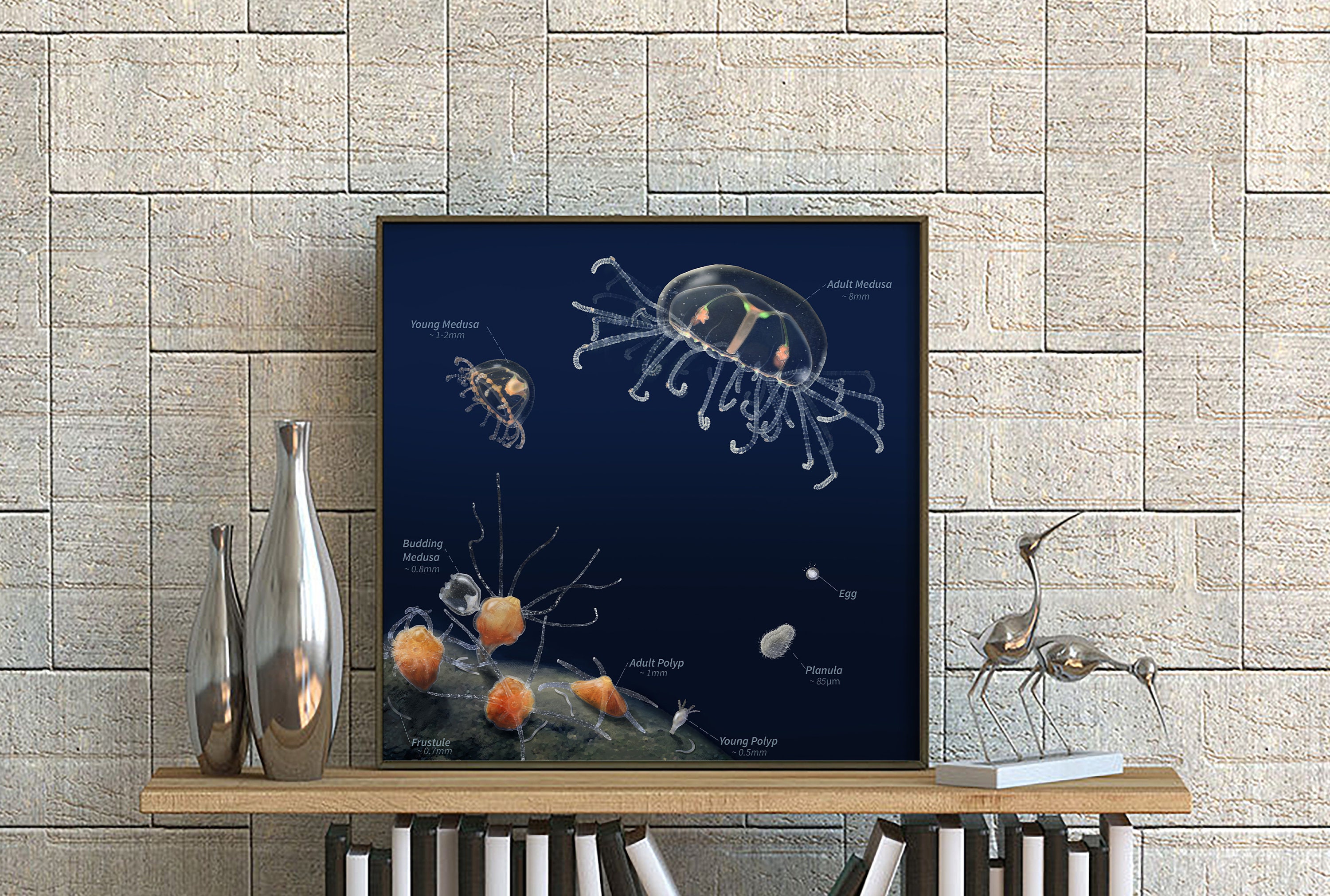 Jellyfish Illustrations Ocean Print Jellyfish Poster - Etsy