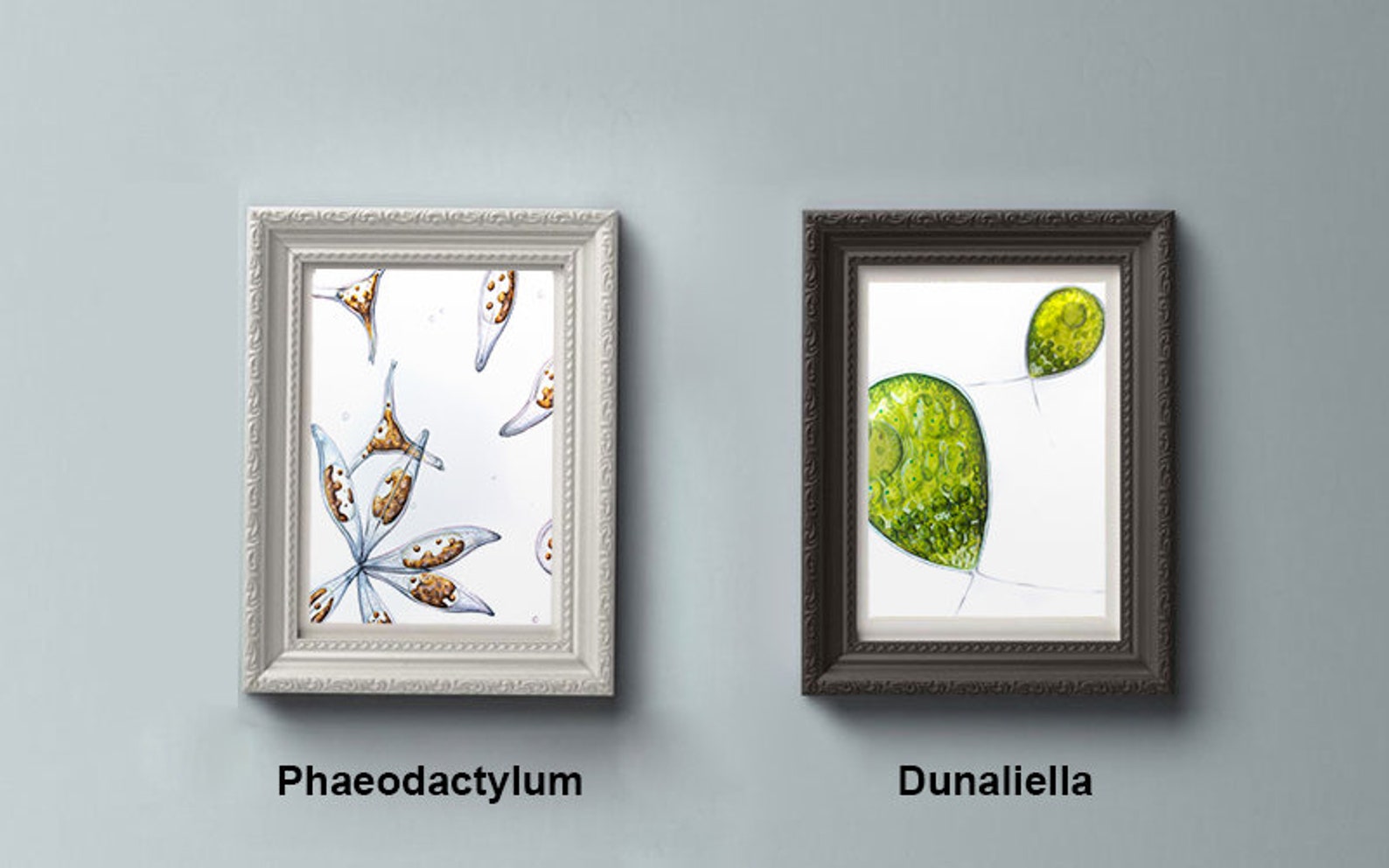 Micro Algae Art Prints, Algae Wall Art, Algae Press, Seaweed Art ...