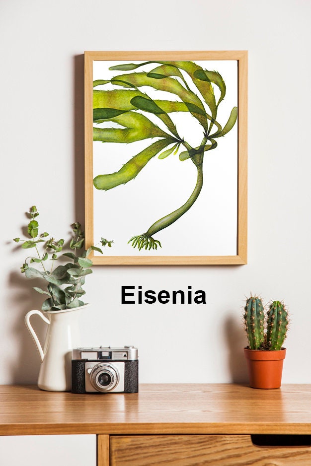 Macro Algae Art Prints, Algae Wall Art, Algae Press, Seaweed Art ...