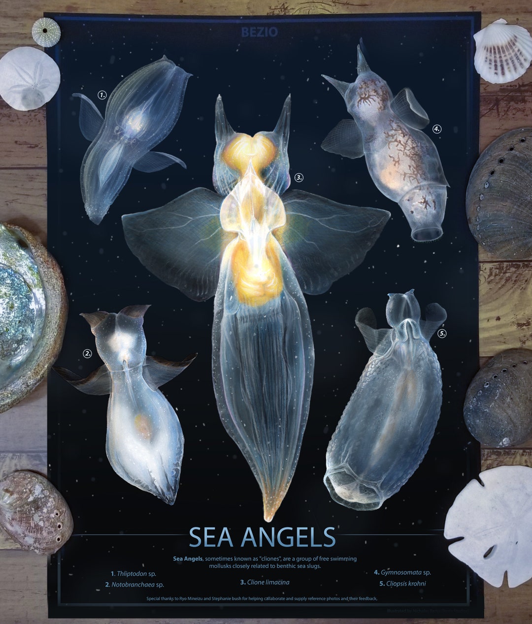 Sea Angel Print, Ocean Print, Sea Angel Wall Art, Sea Angel Poster, Sea ...