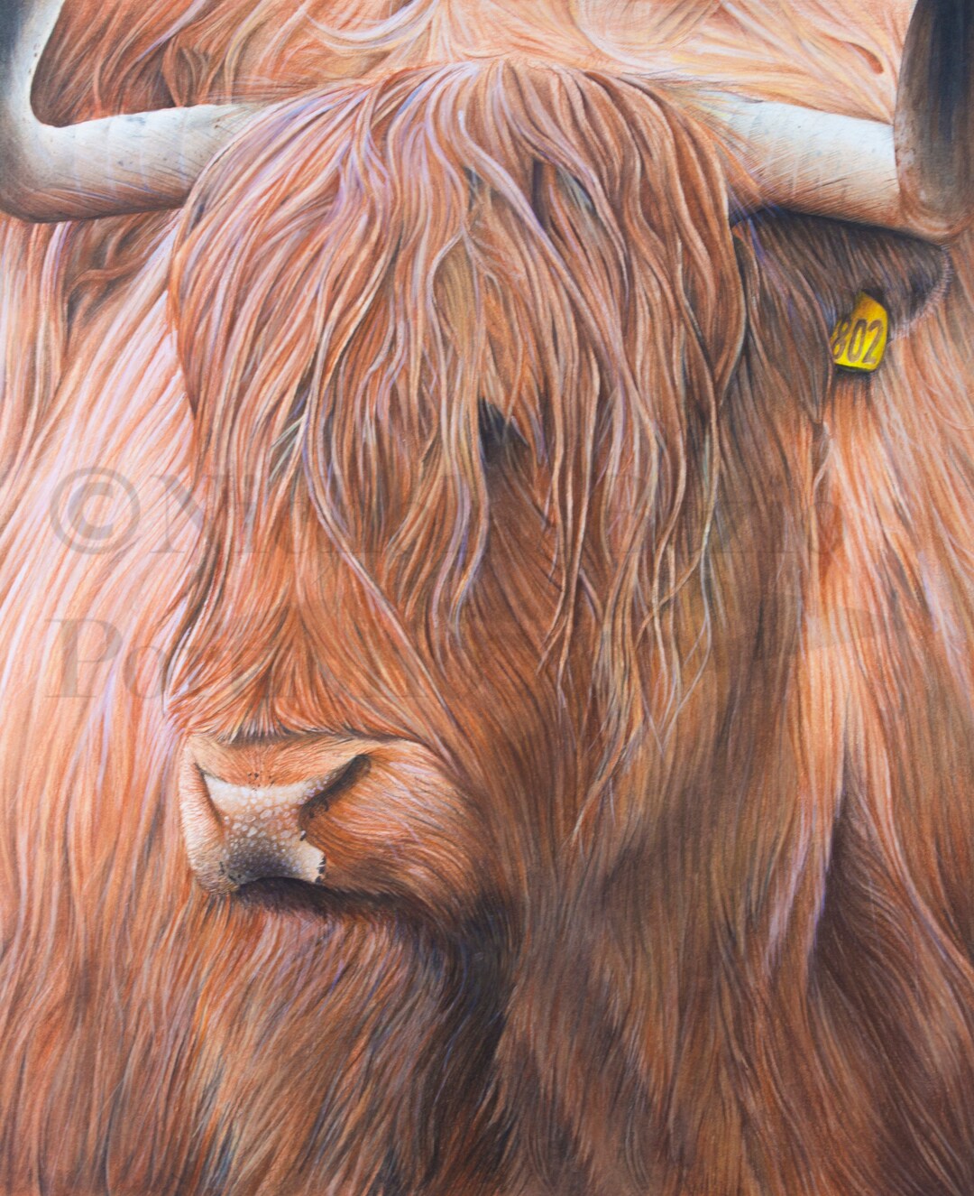 Highland Cow Print, Farm Life Print, Cow Wall Art, Cow Poster, Cow Art ...