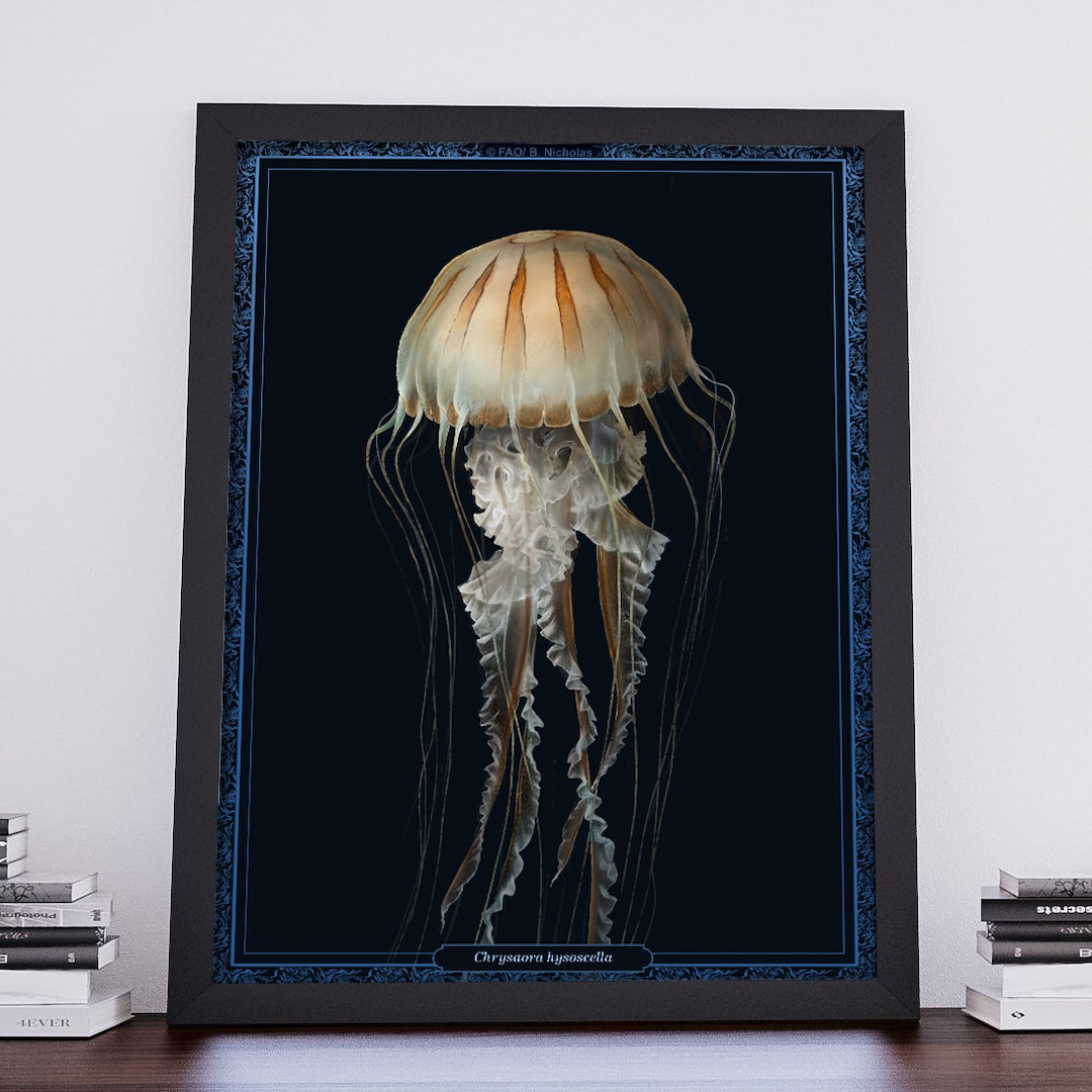 Estampado de medusas de ortiga de mar, Dibujo de medusas, Póster de ...