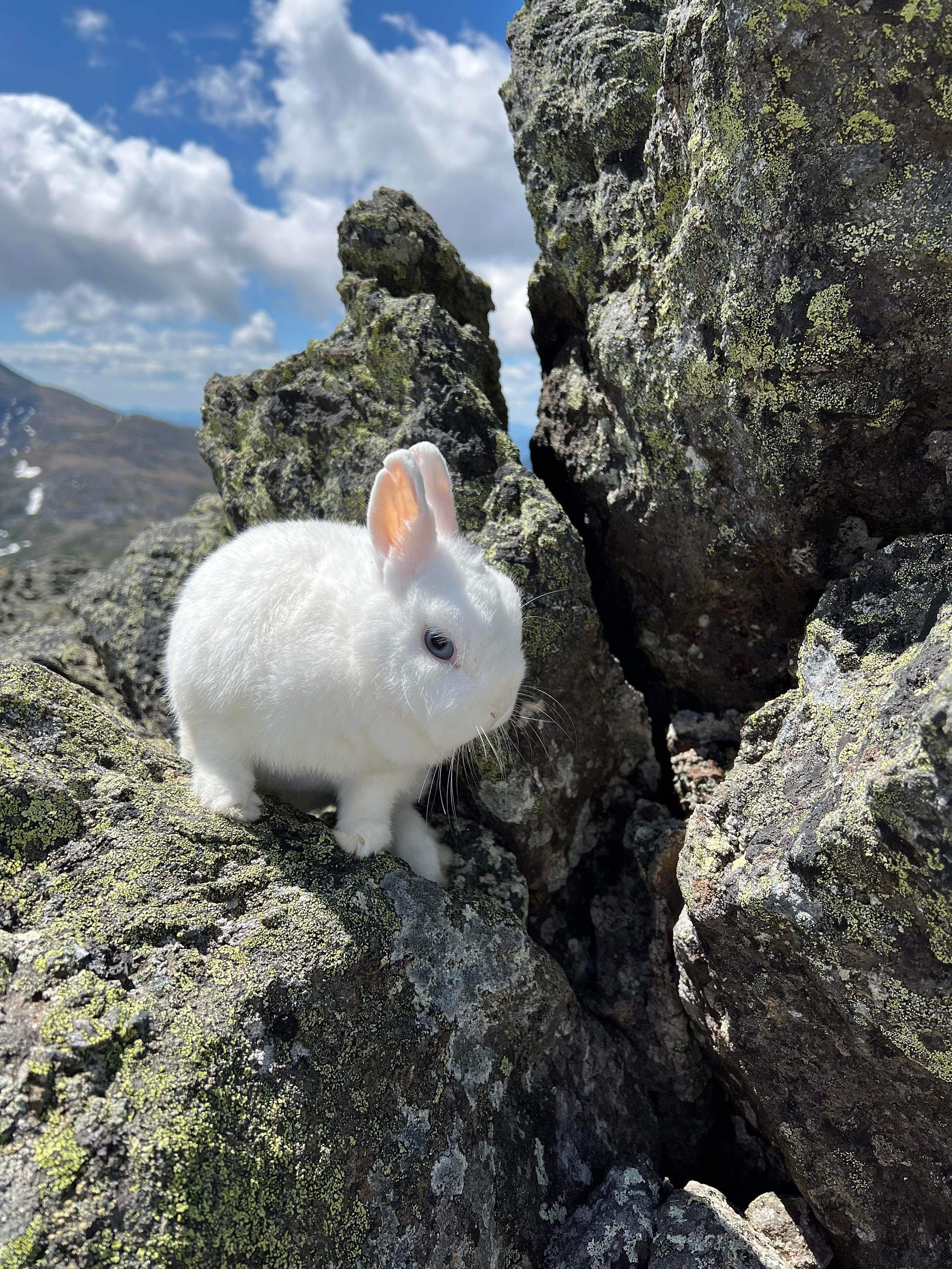 Poppy Rose, the Hoppy Adventures of a Tiny Mountain Bunny - Etsy