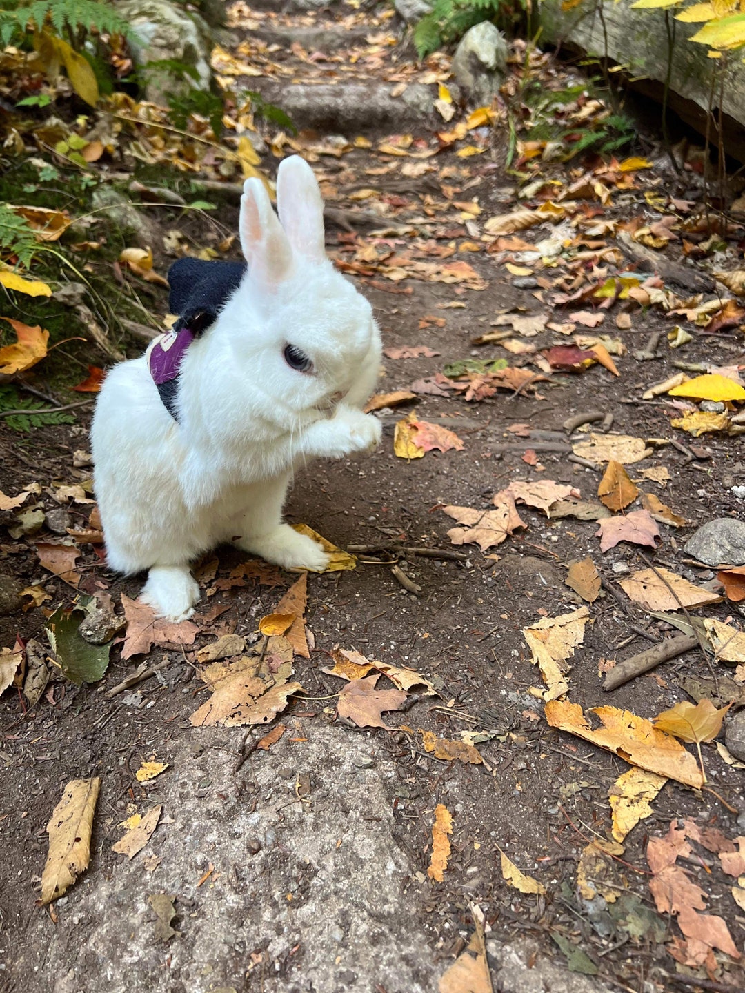 Poppy Rose, Adventure Bunny — Mountain Adventures, Image 4 - Etsy
