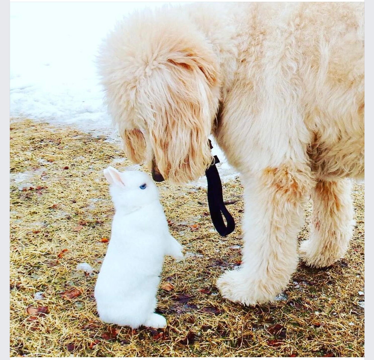 Poppy Rose, the Hoppy Adventures of a Tiny Mountain Bunny - Etsy