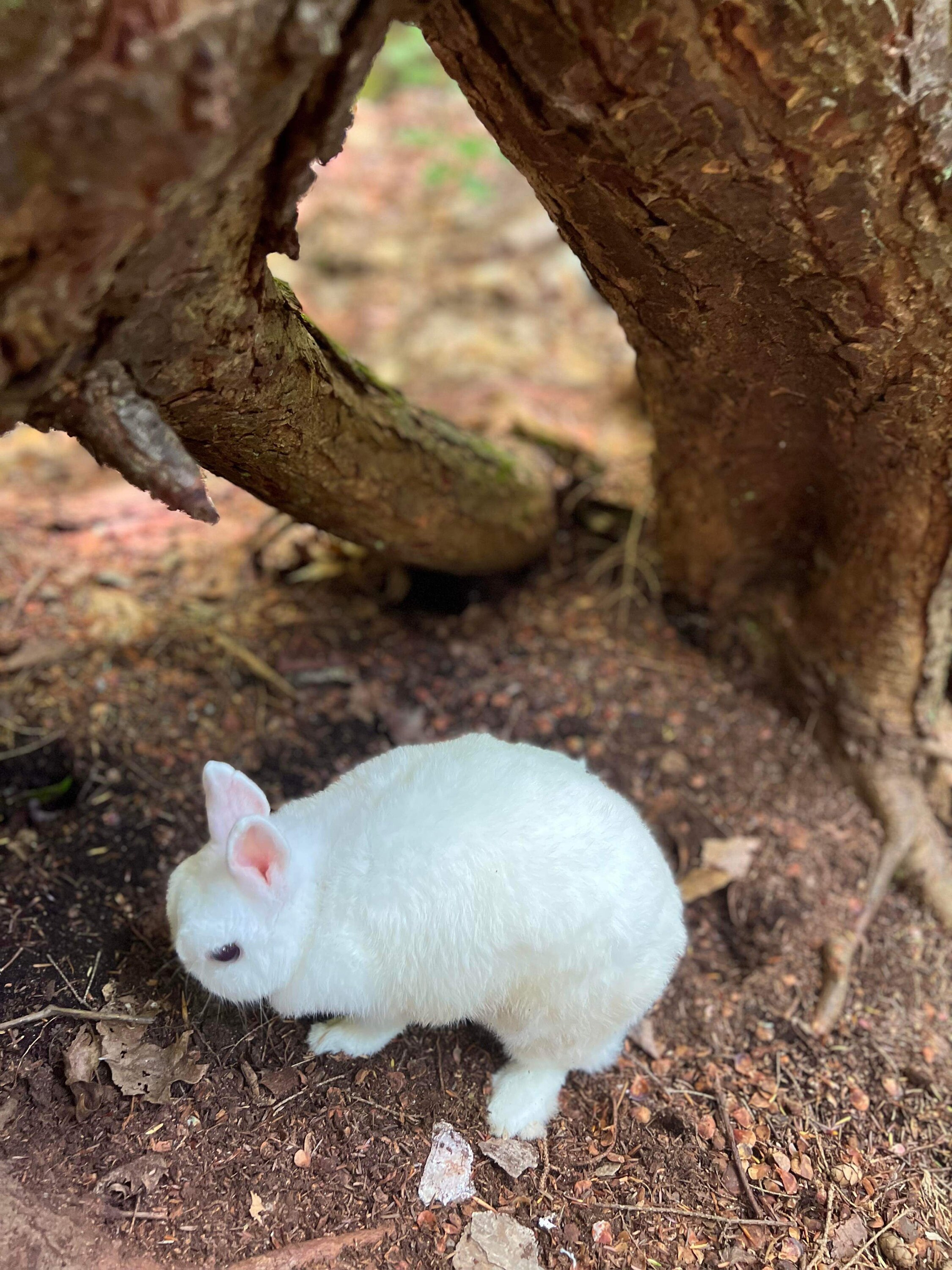 Poppy Rose, the Hoppy Adventures of a Tiny Mountain Bunny - Etsy