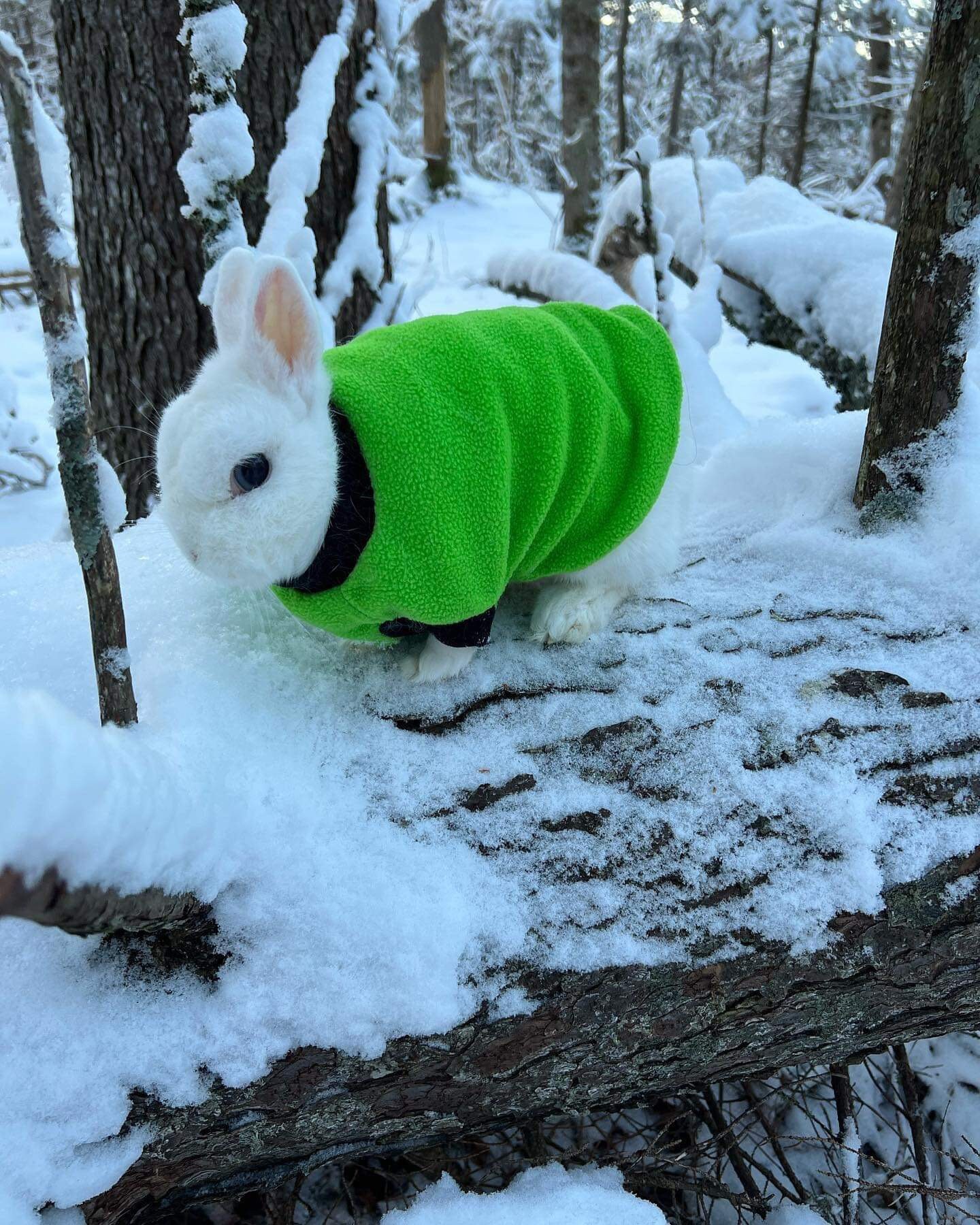 Poppy Rose, the Hoppy Adventures of a Tiny Mountain Bunny - Etsy