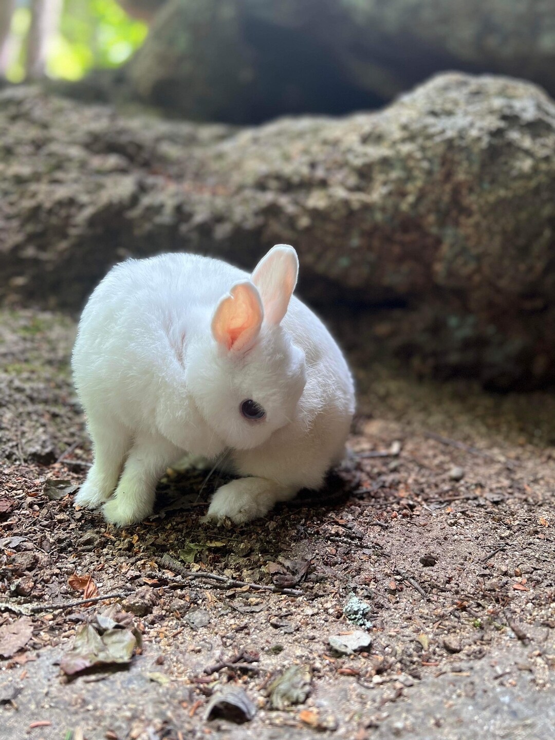 Poppy Rose, Adventure Bunny — Mountain Adventures, Image 2 - Etsy