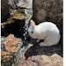 Poppy Rose, Adventure Bunny — Mountain Adventures, Image 4 - Etsy