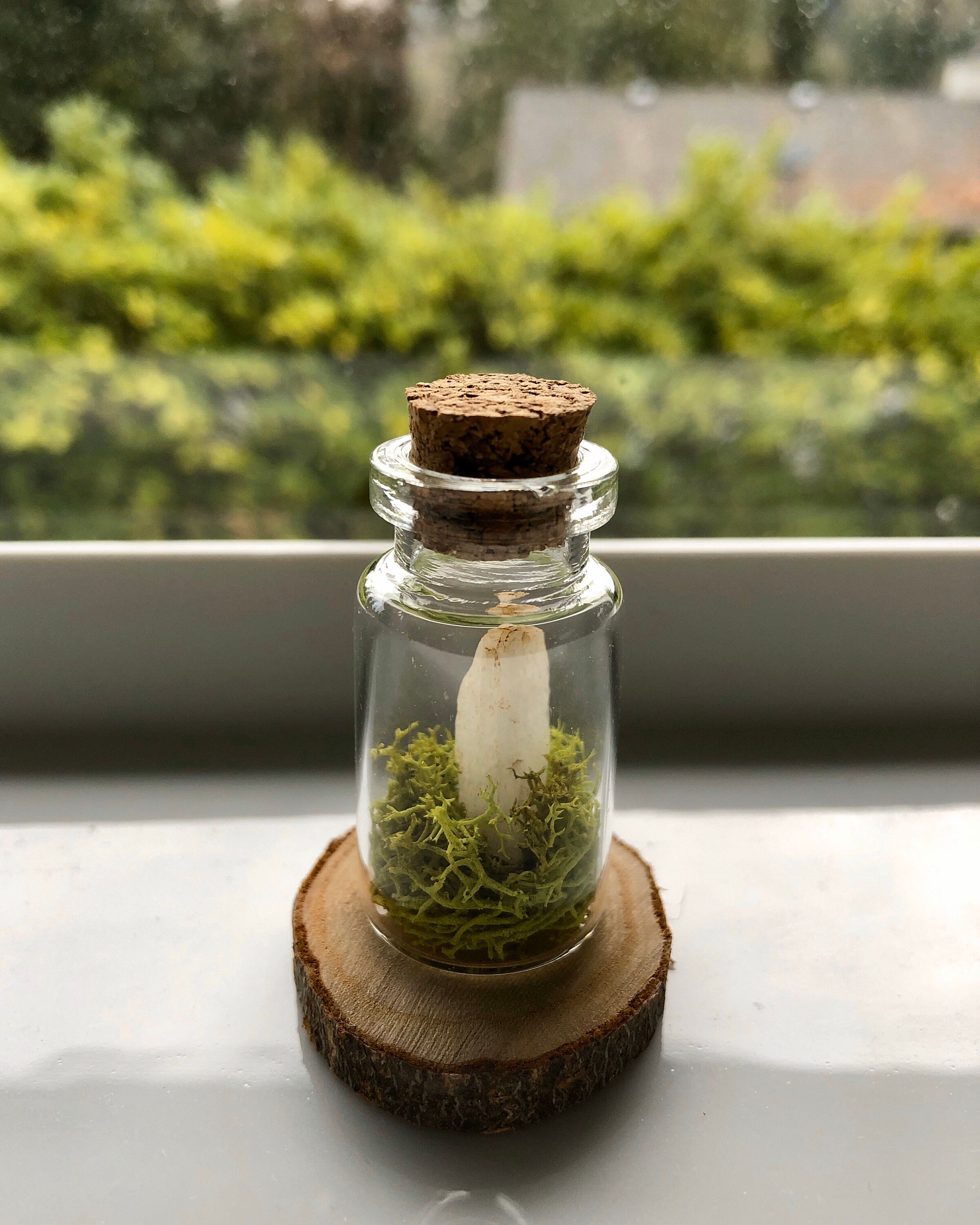 Mini Bottle Terrarium / Moss Terrarium / Mini Bottle / Crystal | Etsy