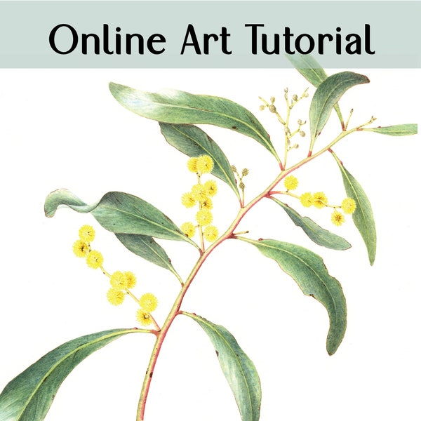 Wattle Drawing - Etsy Australia