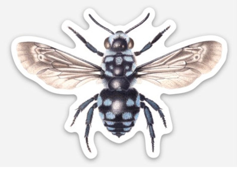 Australian Native Bee Laptop Stickers Set of 12, Gift for Insect Lover ...