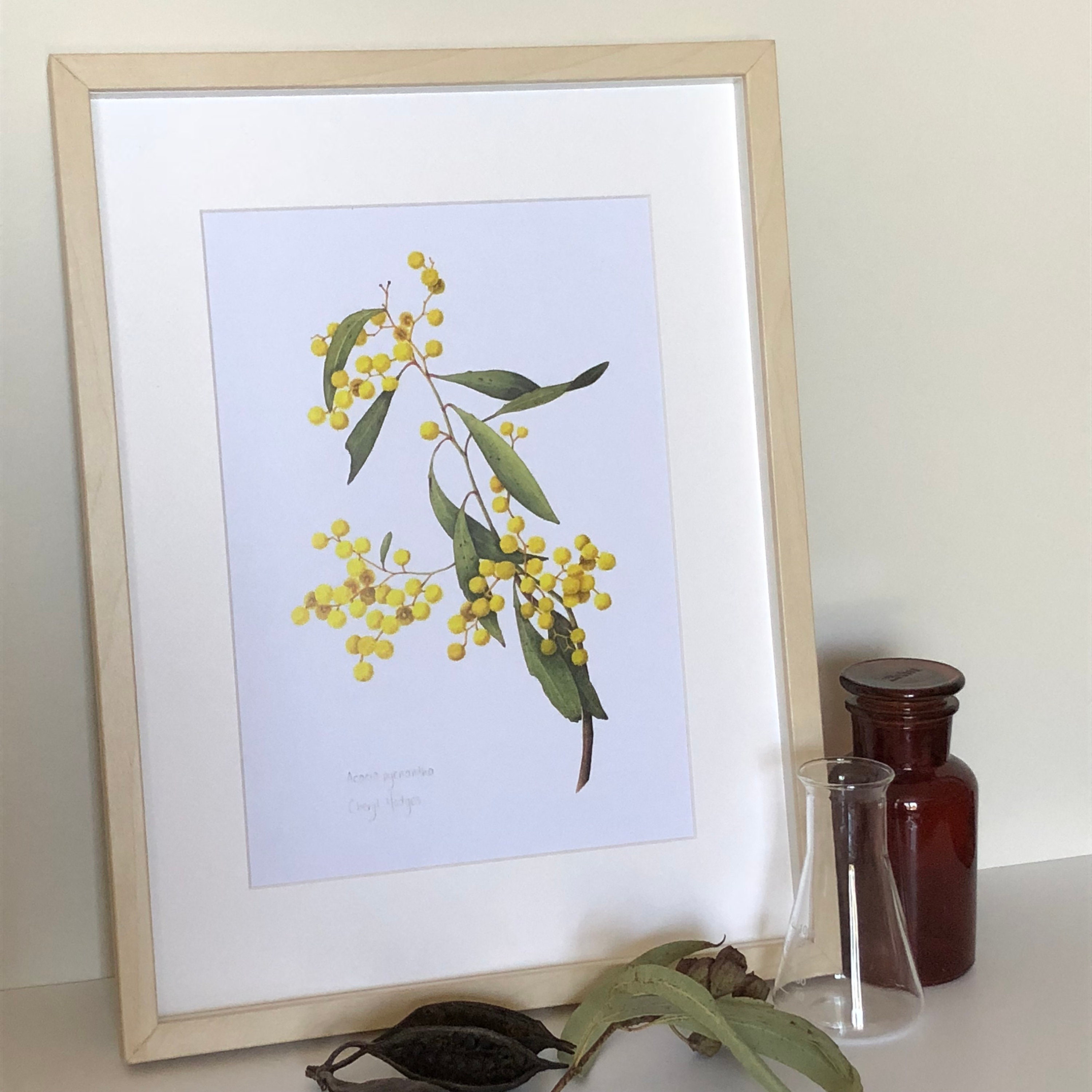 Australian Botanical Watercolour Prints Set of 6 Eucalyptus - Etsy ...