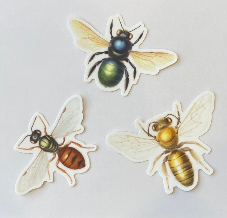 Australian Native Bee Laptop Stickers Set of 12, Gift for Insect Lover ...