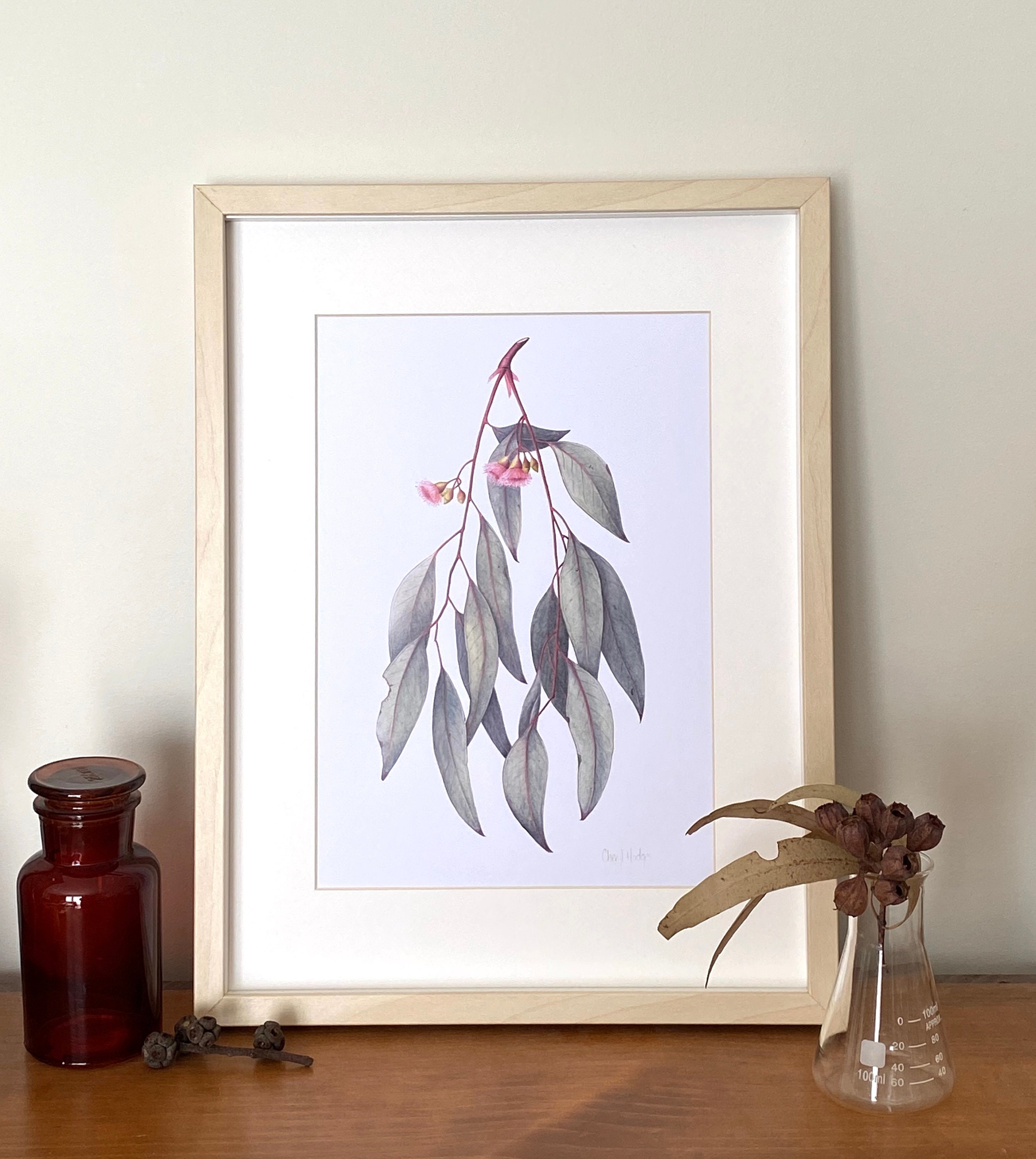 Australian Botanical Watercolour Prints Set of 6 Eucalyptus - Etsy ...