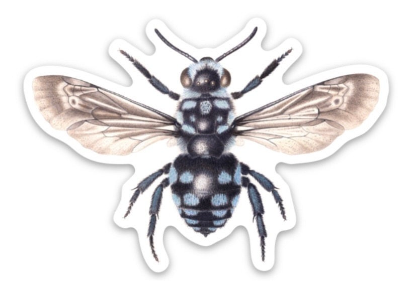 Australian Native Bee Stickers Set of 3 Chequered Cuckoo Bee - Etsy