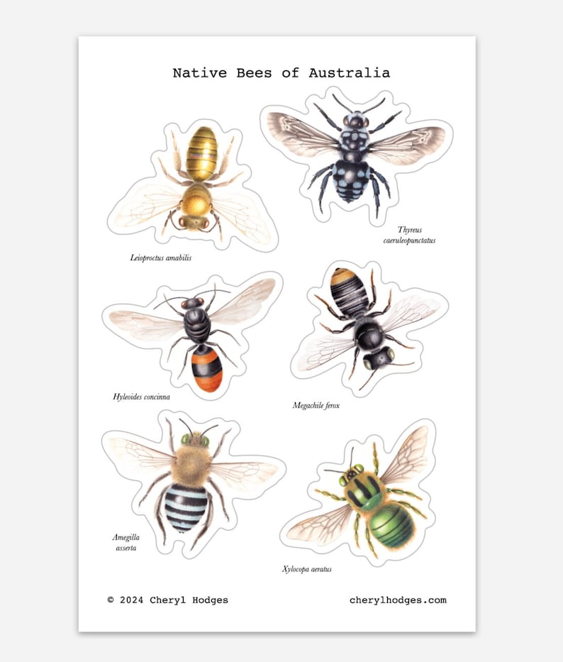 Australian Native Bees Sticker Sheet, Laptop Stickers, Planner Stickers ...