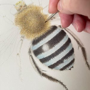 Blue Banded Bee - Australian Native Bee - Limited Edition Print A4 Size ...