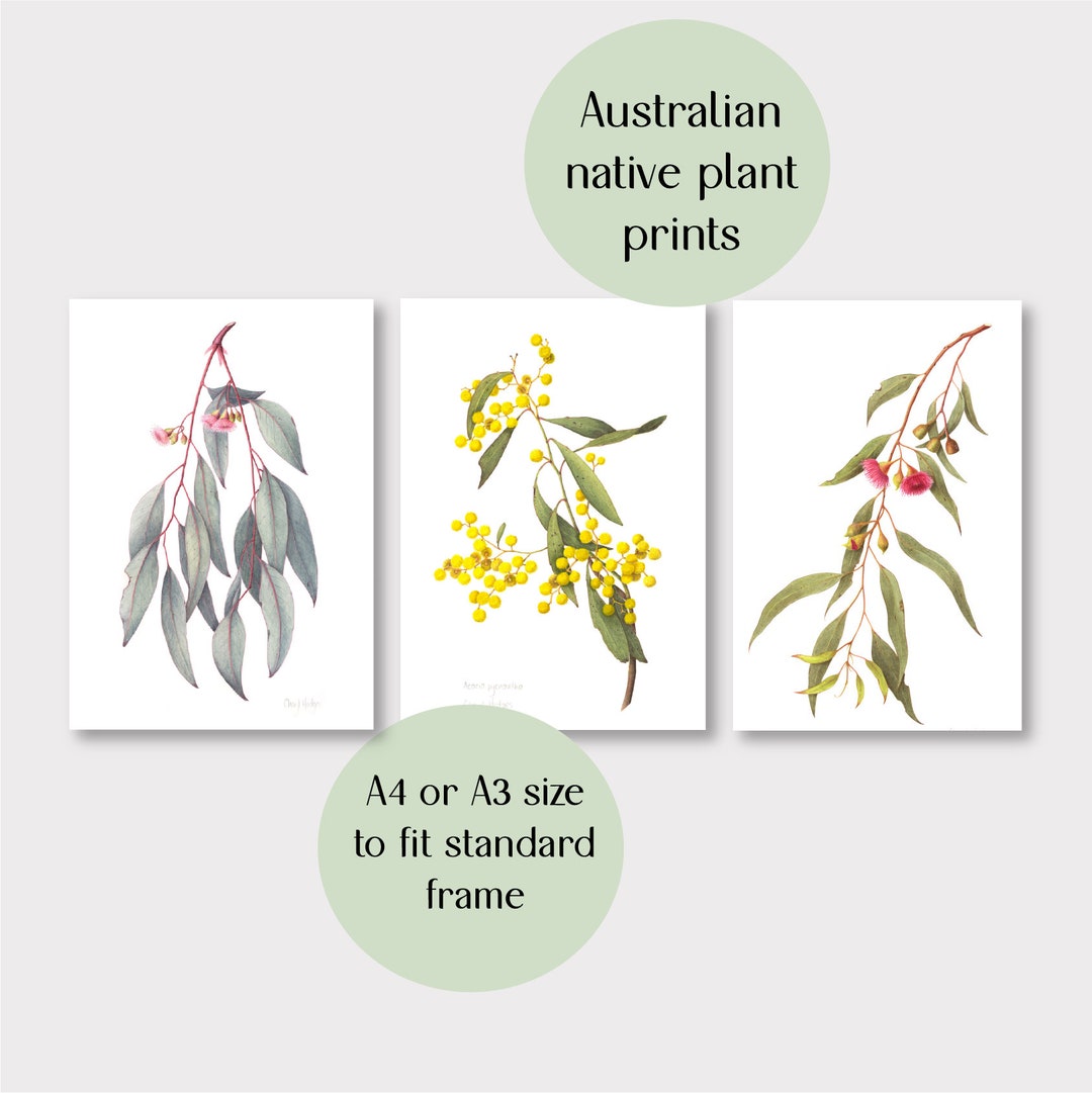 Australian Botanical Watercolour Prints Set of 3, Australian Wildflower ...