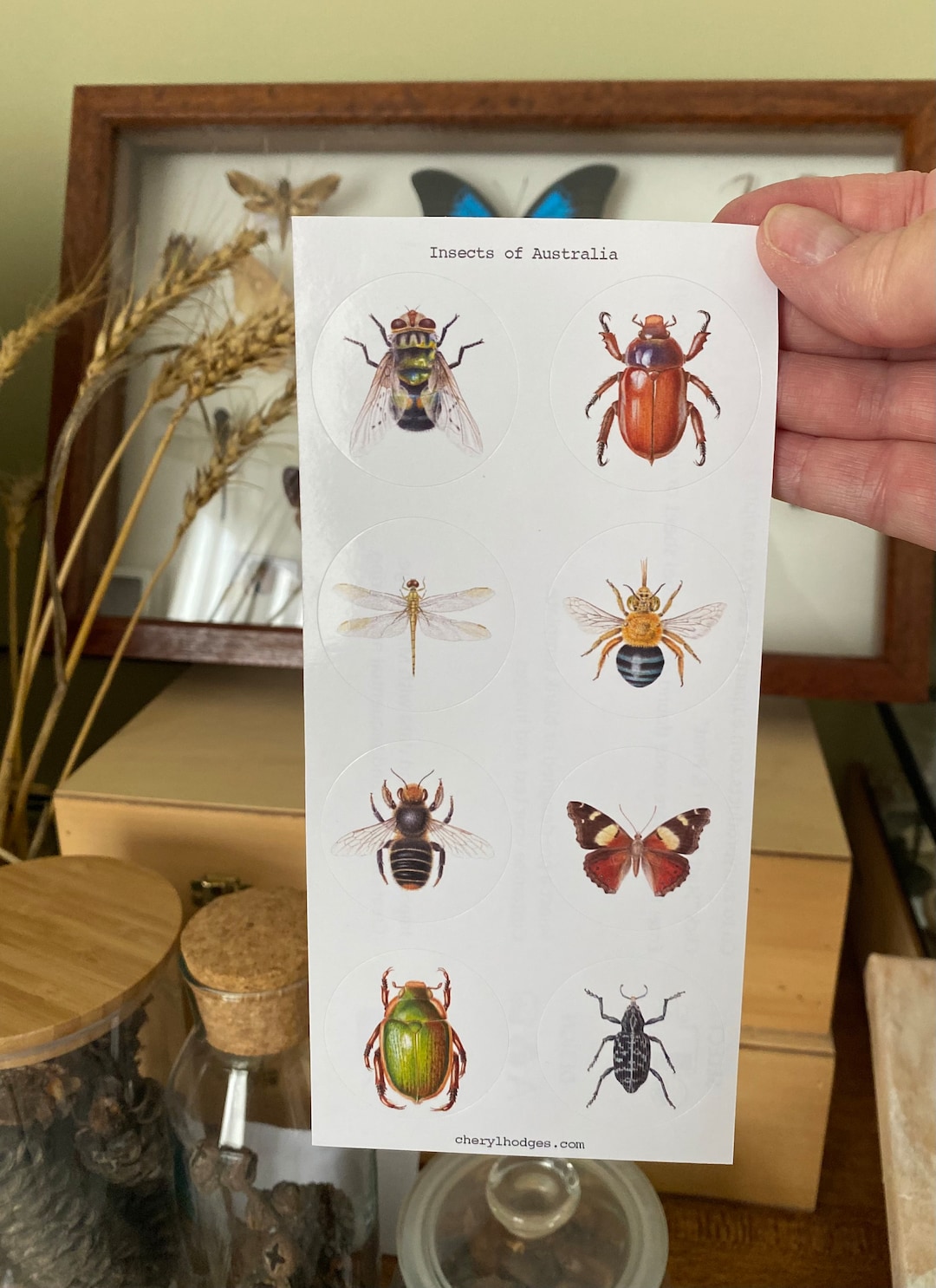 Insects of Australia Sticker Sheet. Entomology Stickers, Australian ...