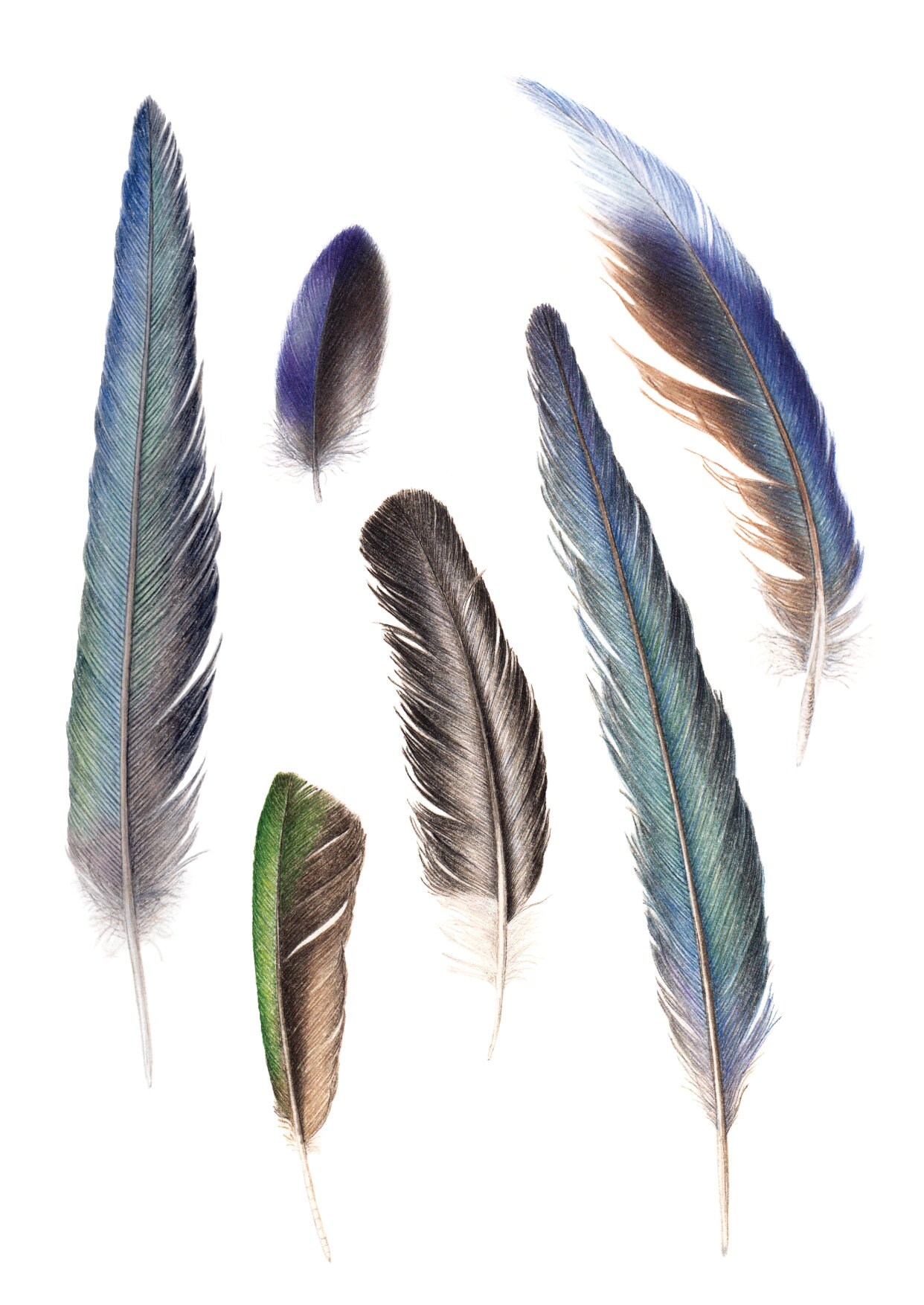 Australian Bird Feathers Printable Wall Art, Australian Feathers A4 or ...