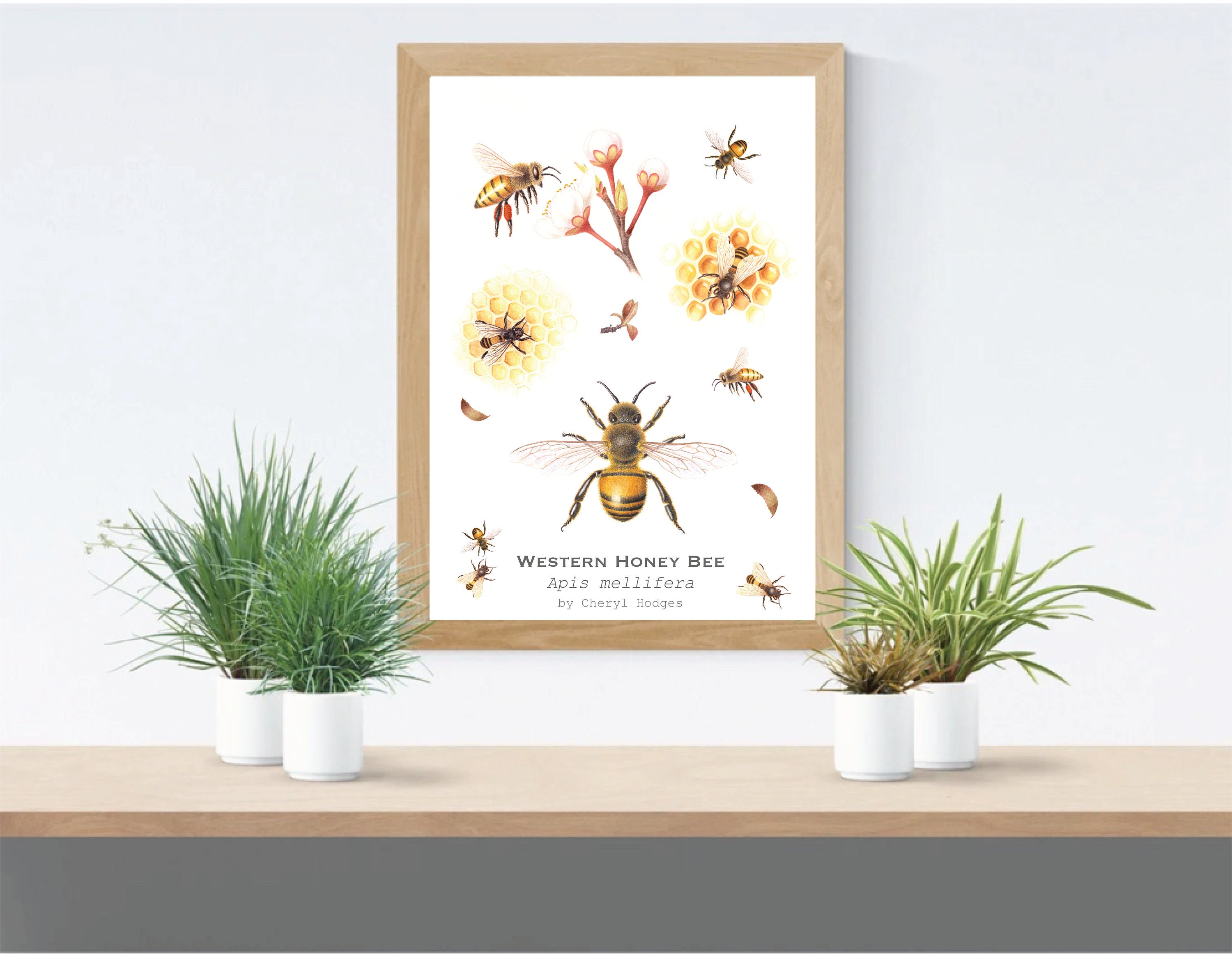 Western Honey Bee A4 or A3 Print Honey Bee Wall Art Honey - Etsy Australia
