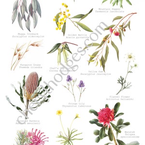 Flora of Australia A4 or A3 Print, Australian Wildflowers, Australian ...
