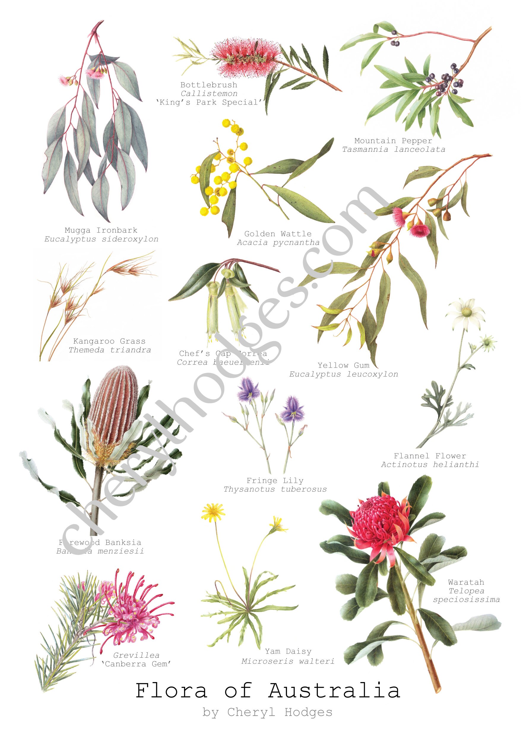 Nombres De Plantas En Australia