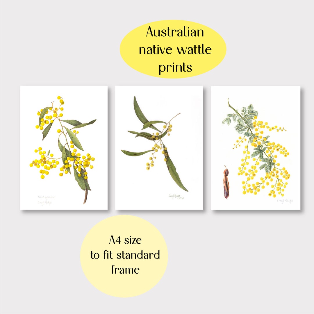 Australian Wattle Wall Decor, Set of 3 Wattle Botanical Watercolour ...