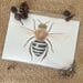 Blue Banded Bee - Australian Native Bee - Limited Edition Print A4 Size ...