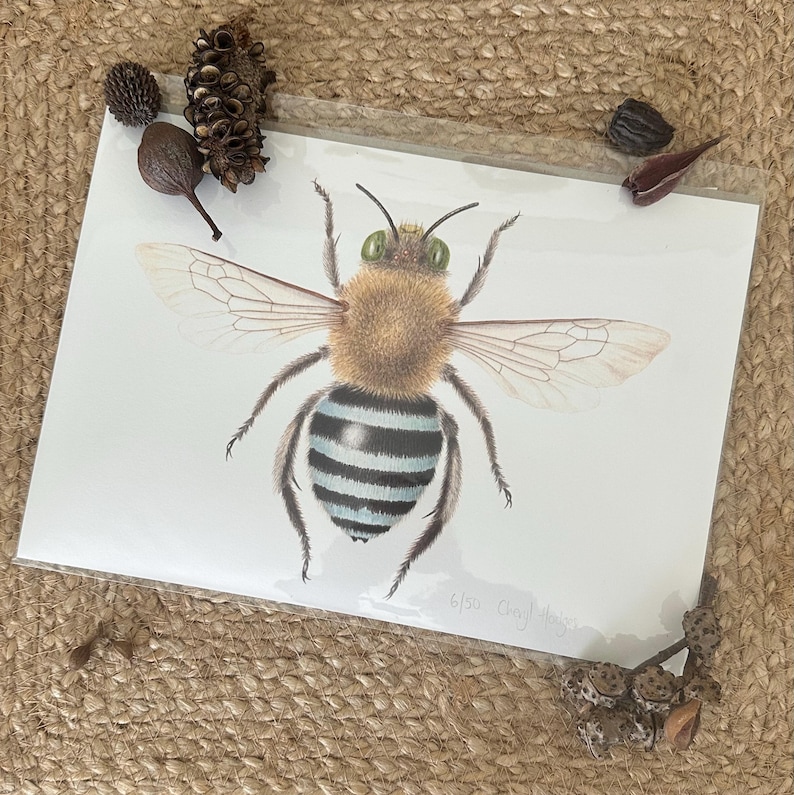 Blue Banded Bee - Australian Native Bee - Limited Edition Print A4 Size ...