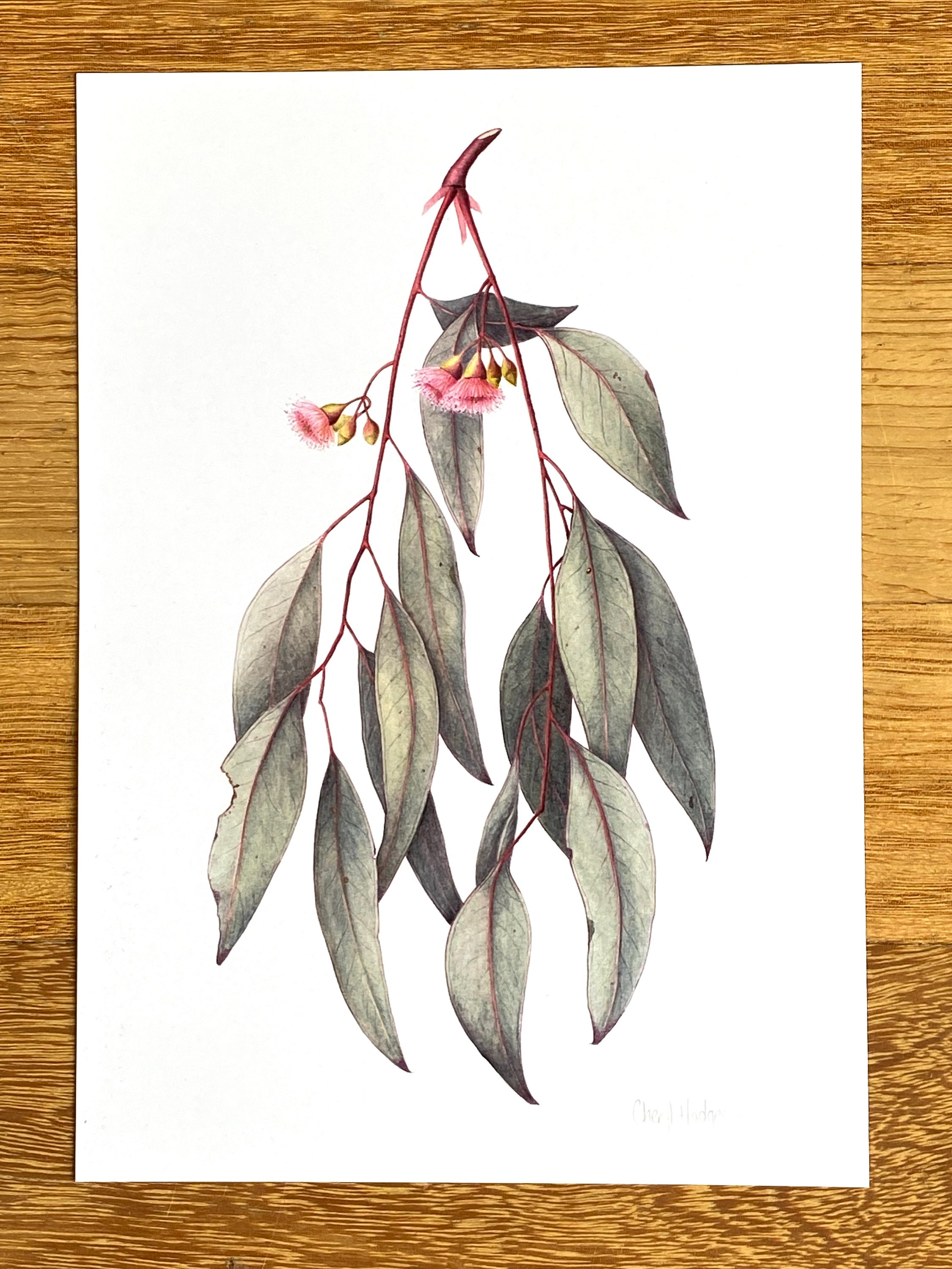 Eucalyptus Sideroxylon mugga Ironbark Pink Flowers, A4 or A3 Print ...