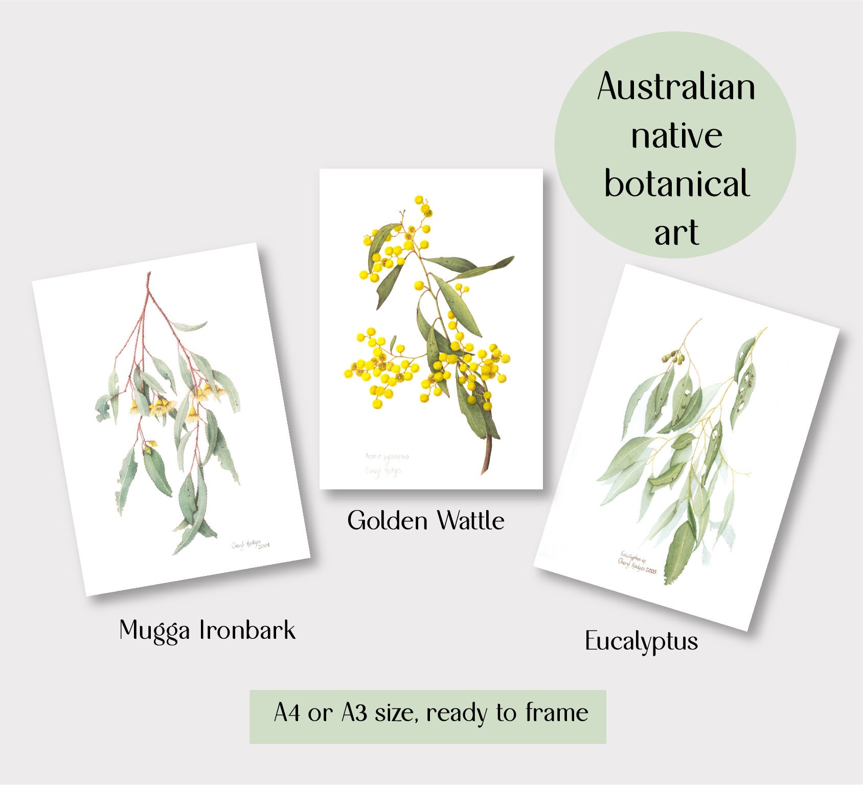Australian Wildflower Wall Decor Set of 3 Botanical - Etsy