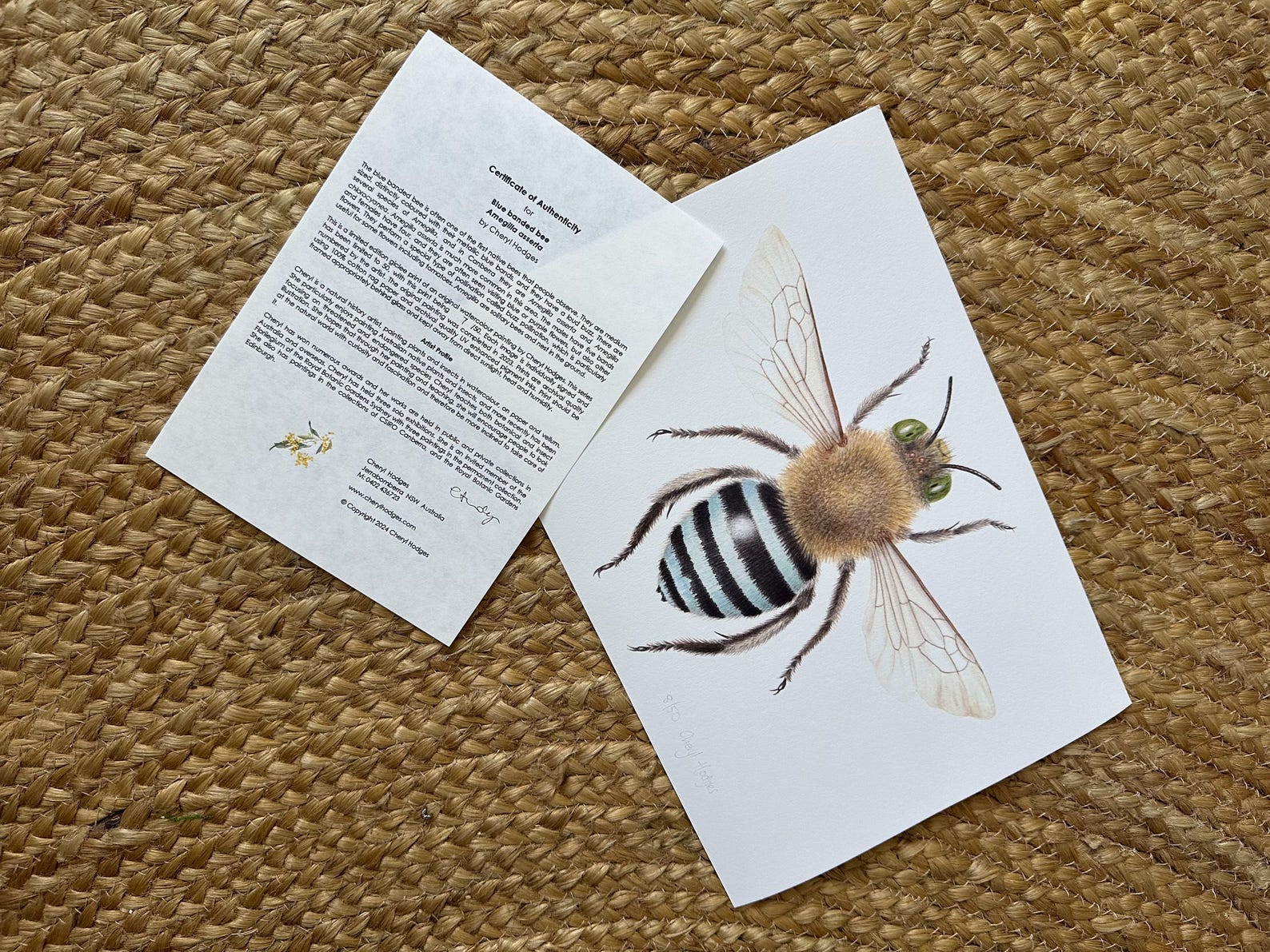 Blue Banded Bee - Australian Native Bee - Limited Edition Print A4 Size ...