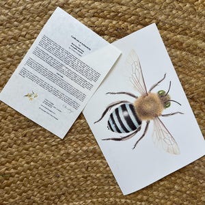 Blue Banded Bee - Australian Native Bee - Limited Edition Print A4 Size ...