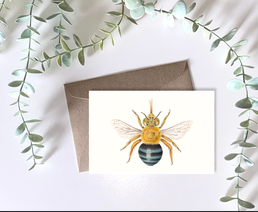 Blue Banded Bee - Australian Greeting Card, Australian Native Insect ...