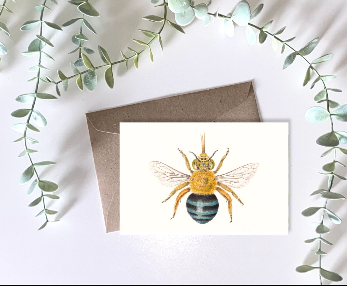 Blue Banded Bee - Australian Greeting Card, Australian Native Insect ...