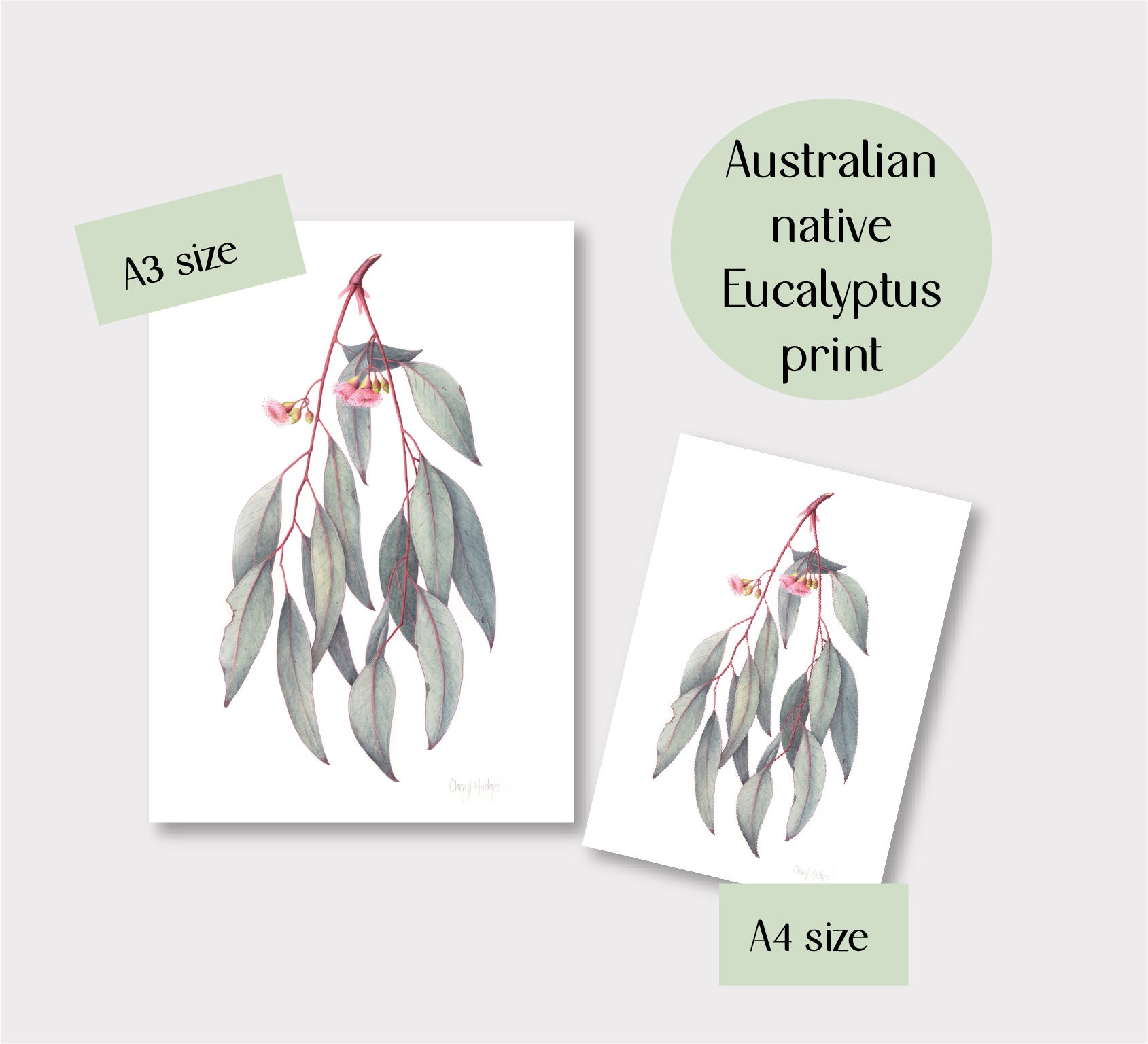 Eucalyptus Sideroxylon mugga Ironbark Pink Flowers, A4 or A3 Print ...