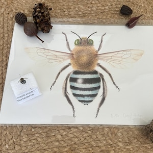 Blue Banded Bee - Australian Native Bee - Limited Edition Print A4 Size ...
