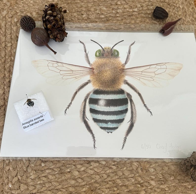 Blue Banded Bee - Australian Native Bee - Limited Edition Print A4 Size ...