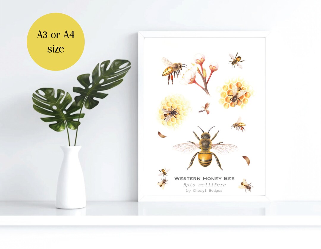 Western Honey Bee A4 or A3 Print, Honey Bee Wall Art, Honey Bee Poster ...