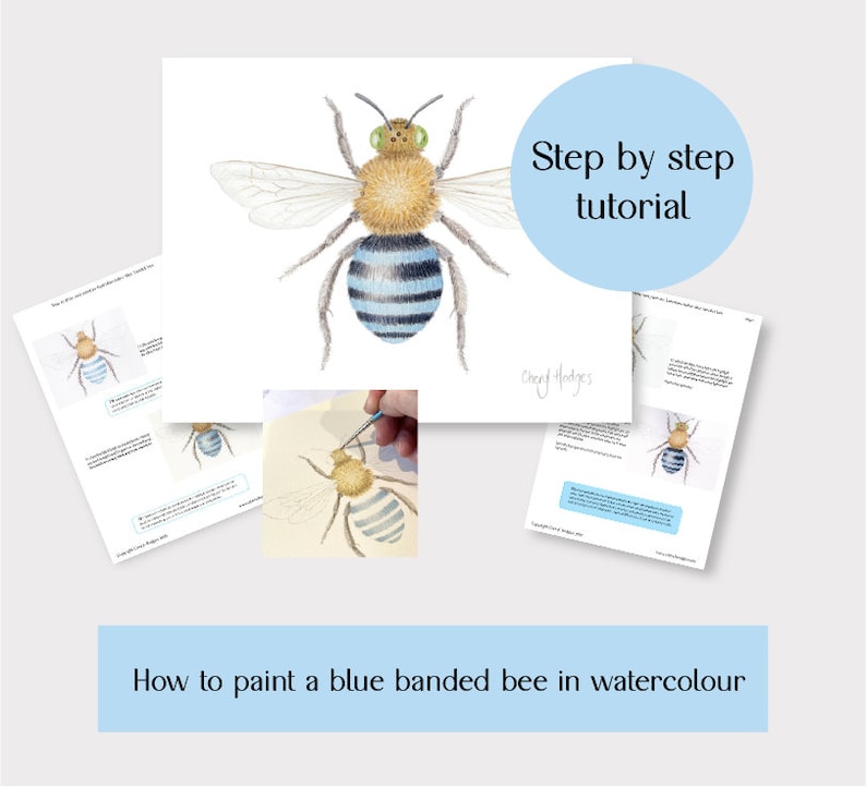 Blue Banded Bee Step by Step Guide Printable PDF, Australian Native Bee ...