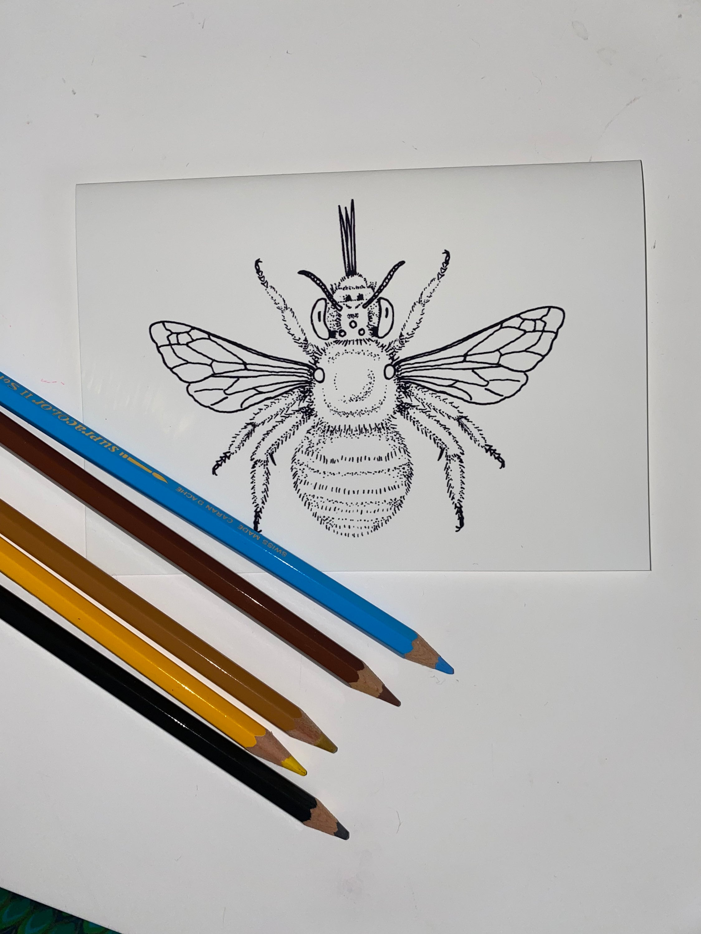 Australian Native Insect Coloring Cards – Set of 4 - Etsy