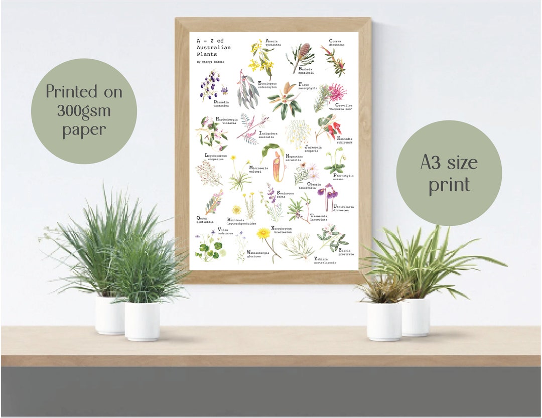 Australian Plants A-Z Poster, Alphabet Print Australian Wildflowers ...