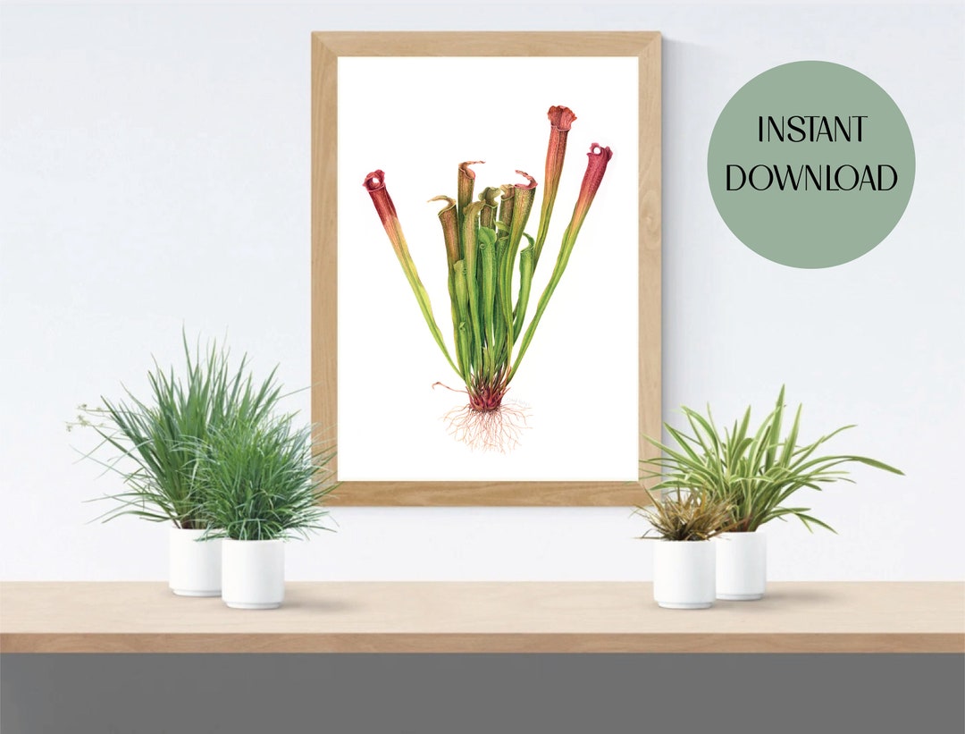 Pitcher Plant Printable Wall Art, Carnivorous Plant Botanical ...