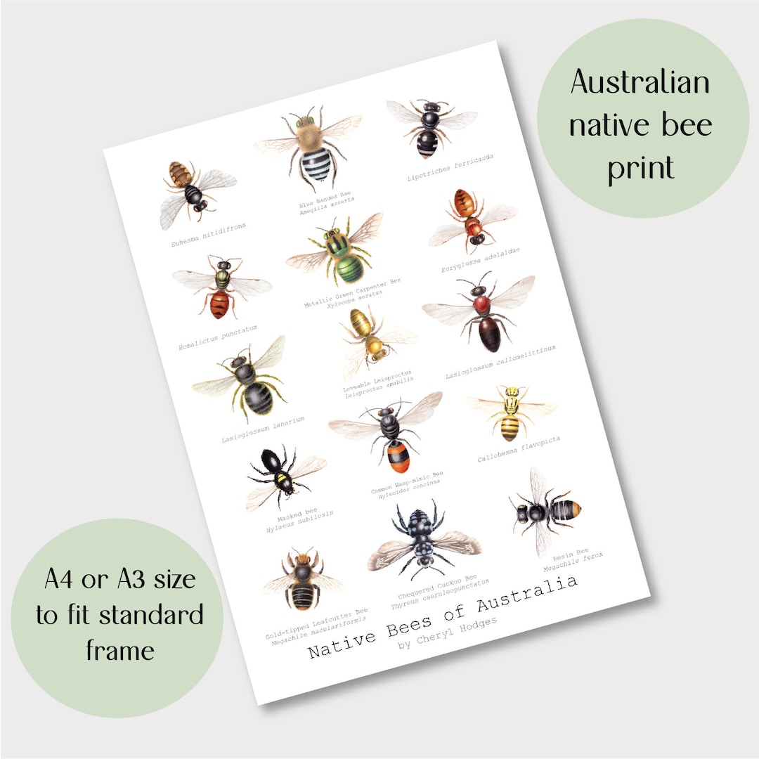 Native Bees of Australia Print, Australian Native Bee Poster ...