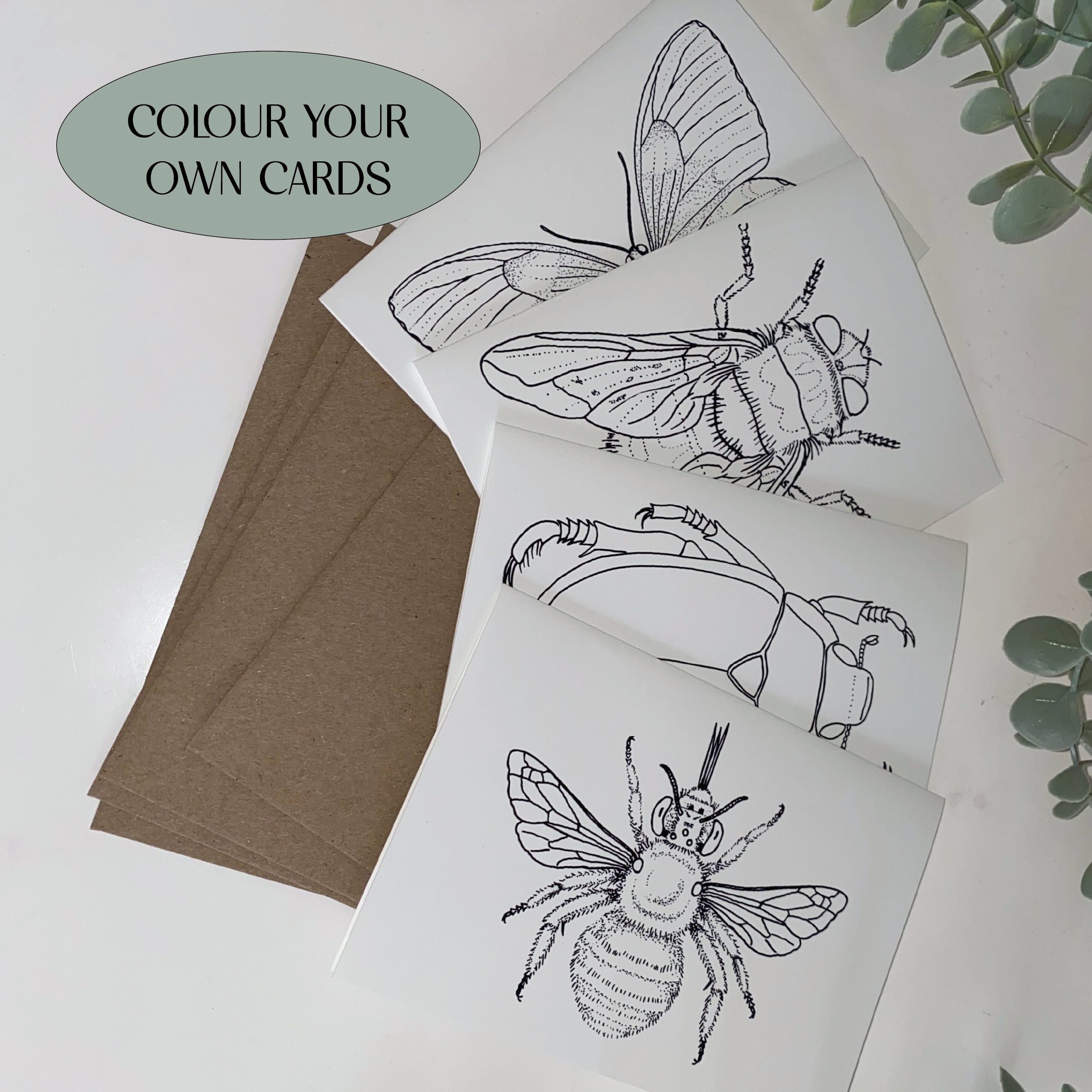 Australian Native Insect Coloring Cards – Set of 4 - Etsy