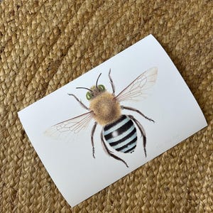 Blue Banded Bee - Australian Native Bee - Limited Edition Print A4 Size ...